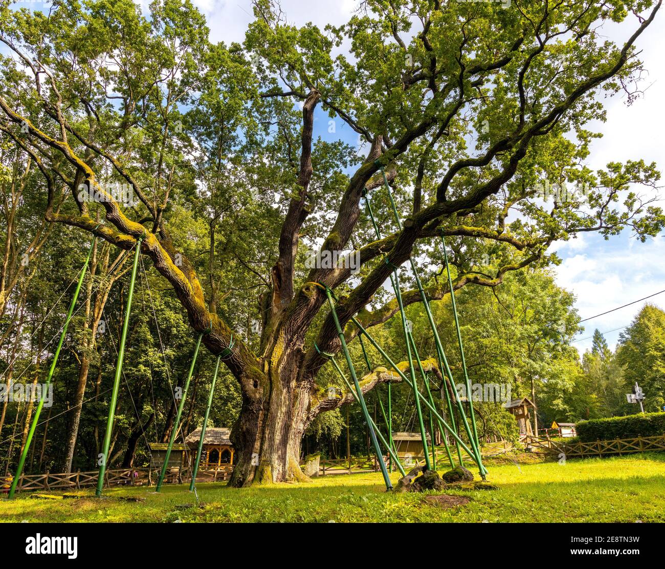 Zagnansk, Poland - August 23, 2020: Bartek Oak nature monument, one of ...