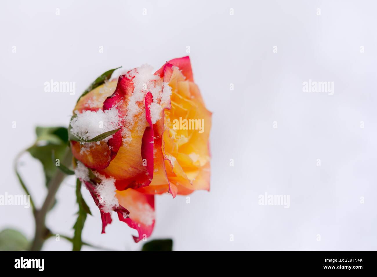 A bouquet of beautiful orange-red roses in your hand. A declaration of ...