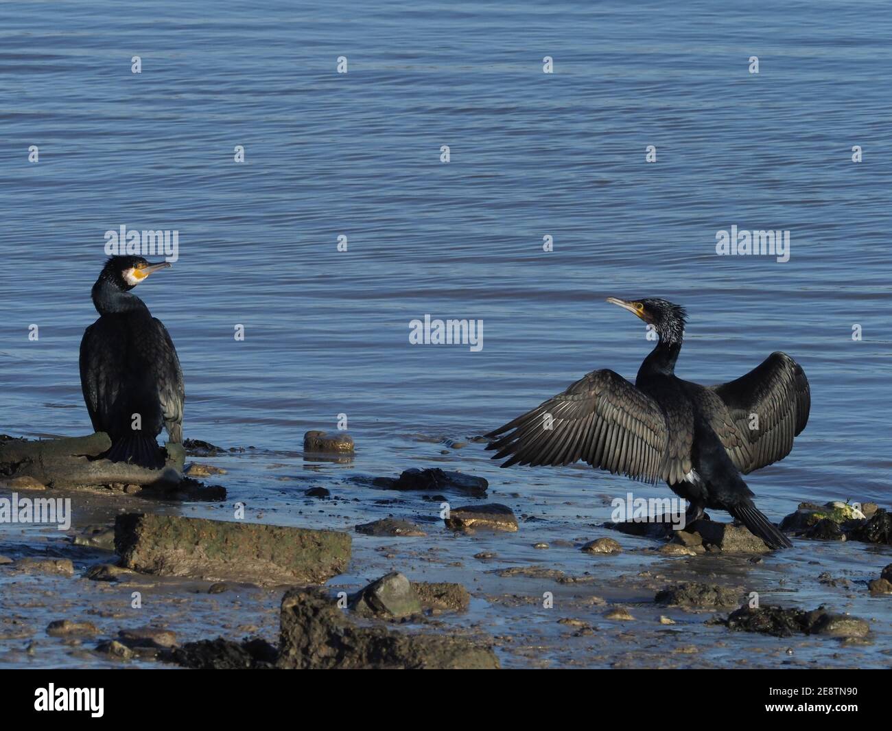 Cormorant with wings spread hi-res stock photography and images - Alamy