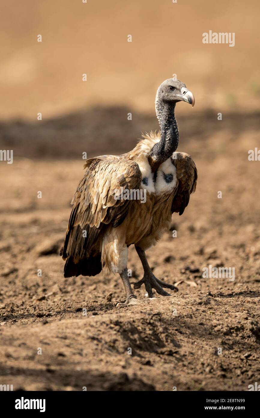 Indian Vulture High Resolution Stock Photography and Images - Alamy