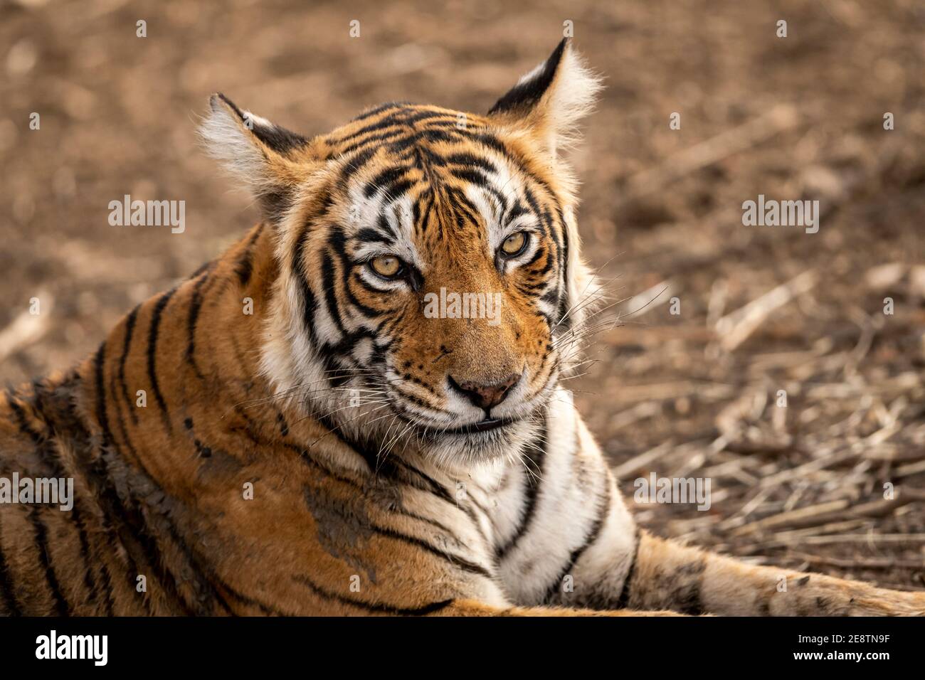 wild bengal female tiger portrait at Ranthambore National Park or Tiger ...