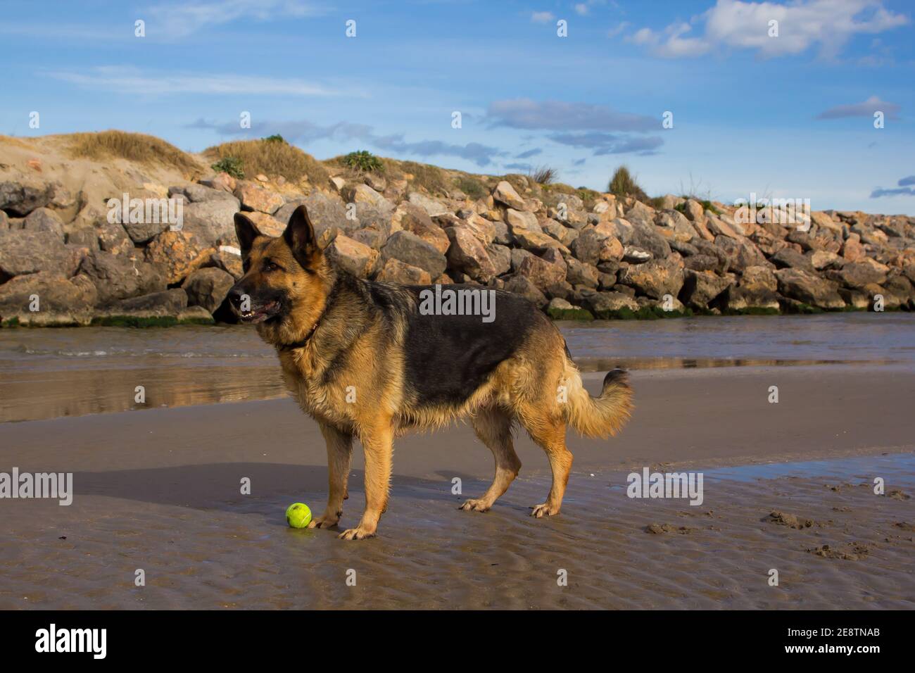 German Shepherd playing with a tennis ball at Mediterranean beach Stock ...