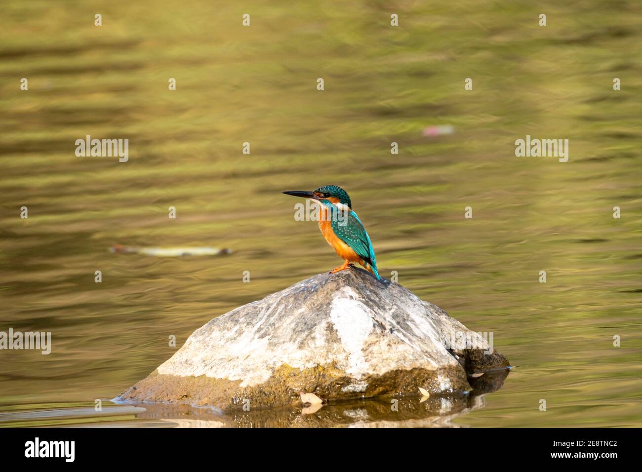 common kingfisher or Alcedo atthis is a small colorful and beautiful ...
