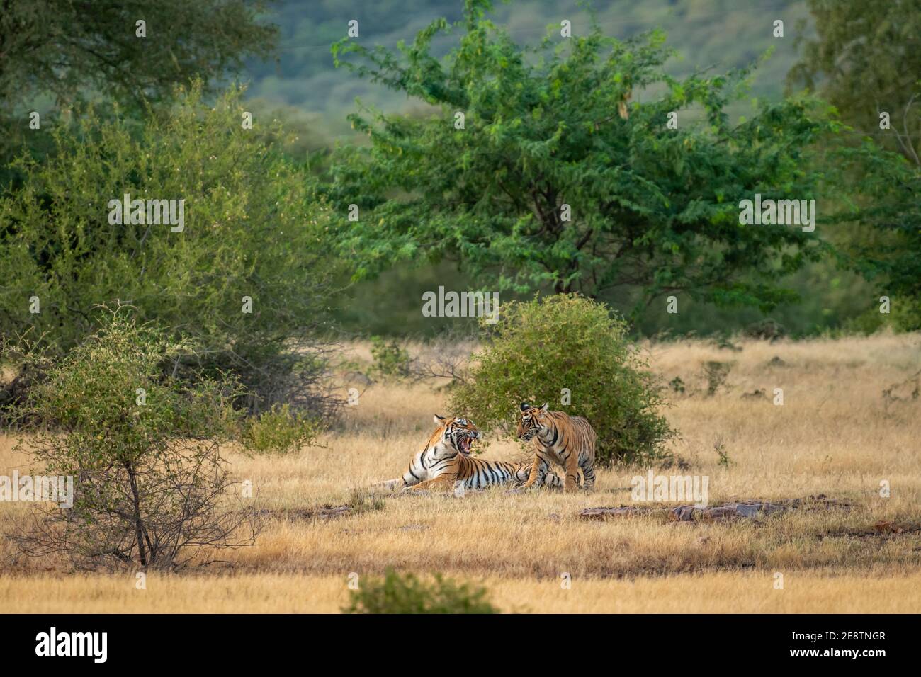angry mother or female tiger showing anger with her face on playful cub ...