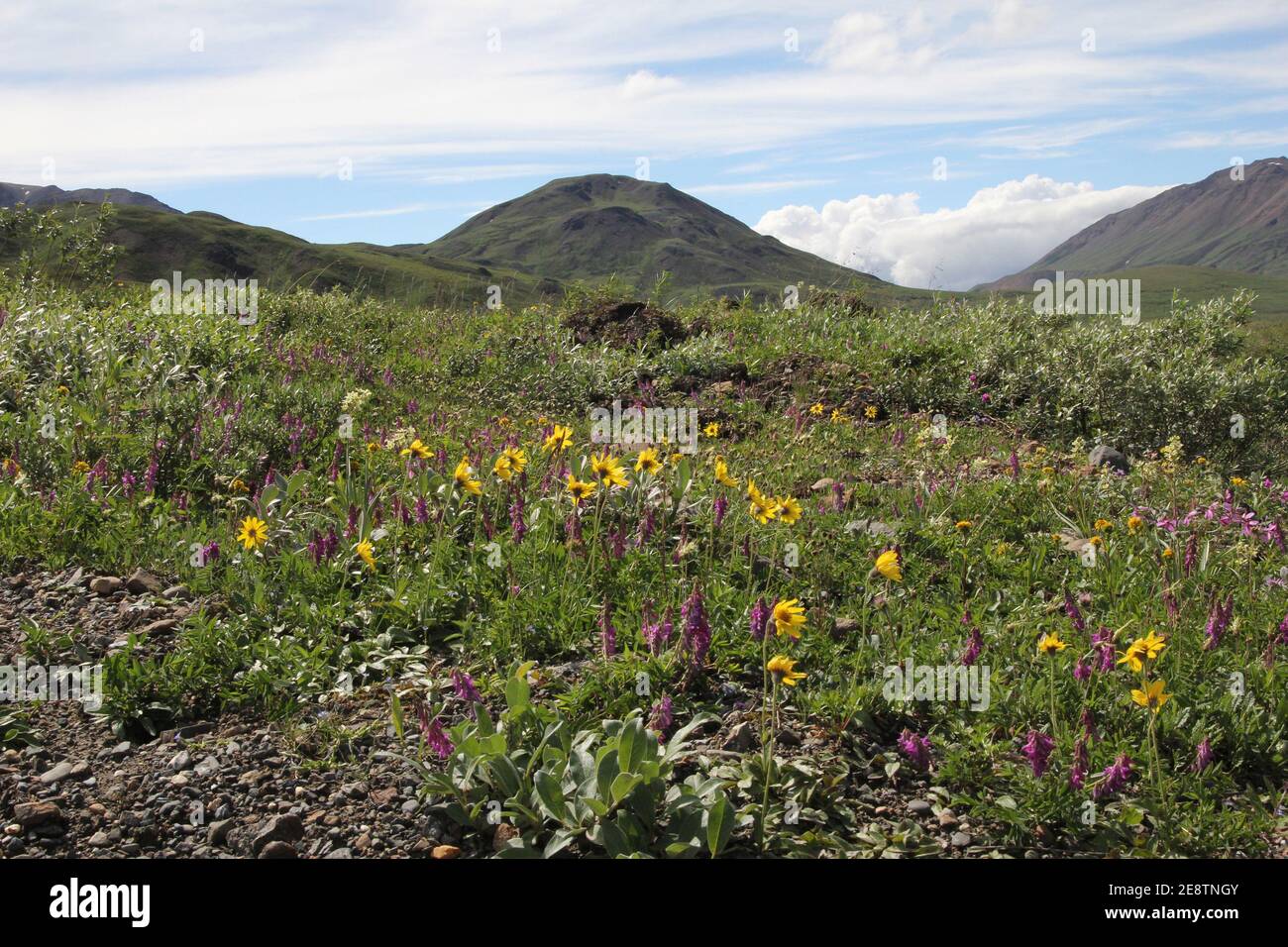 Denali national park flowers hi-res stock photography and images - Alamy