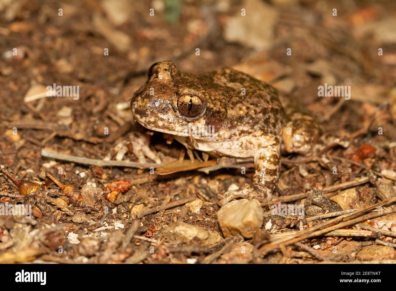 Shallow focus of a common midwife toad (Alytes obstetricans) on the ...