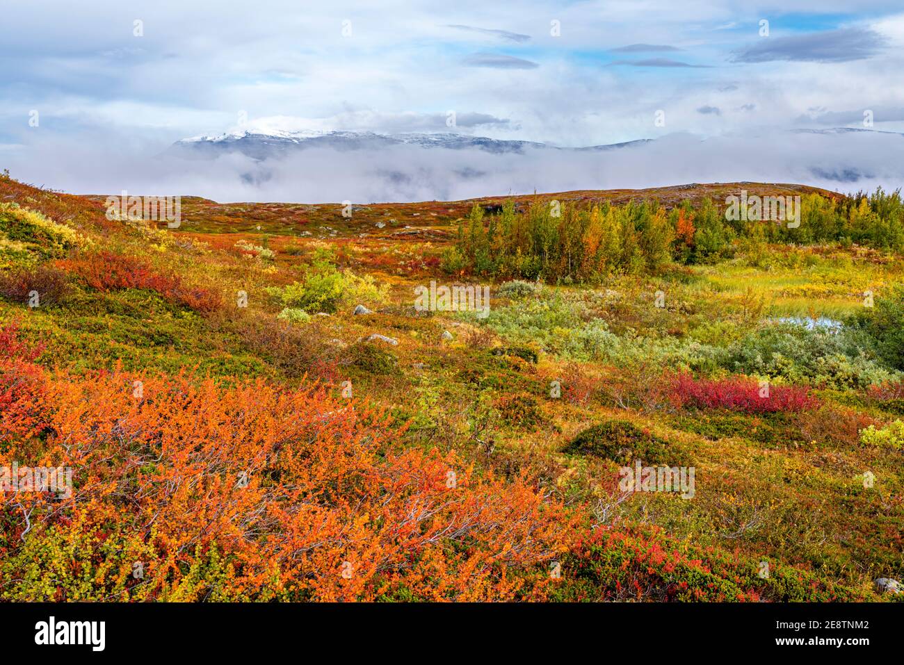 Trees with autumn colors by the lake in lapland hi-res stock ...