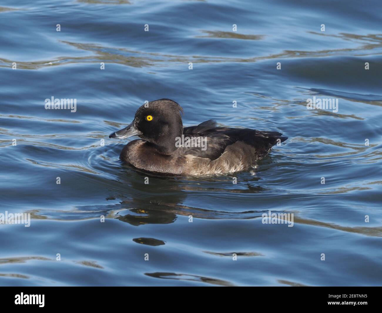 Tufted duck side view hi-res stock photography and images - Alamy