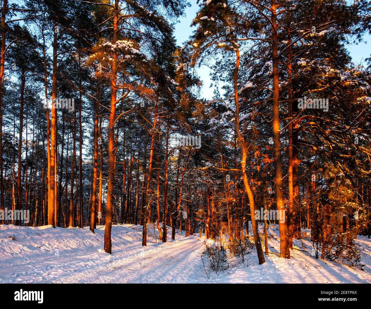 Bor wildlife reserve hi-res stock photography and images - Alamy