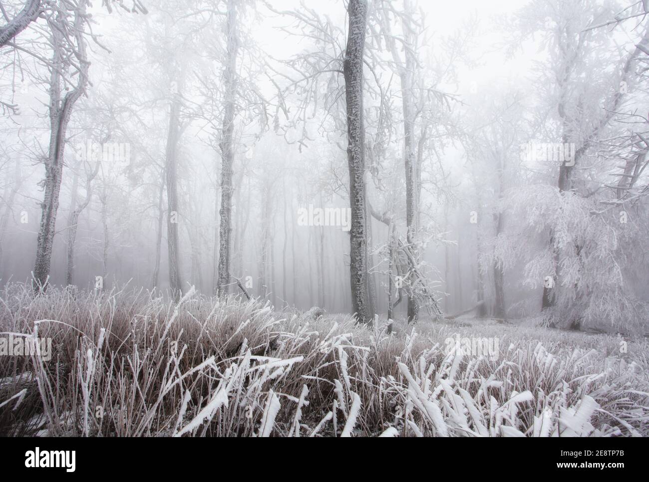 Beautiful snowy white forest in hi-res stock photography and images - Alamy