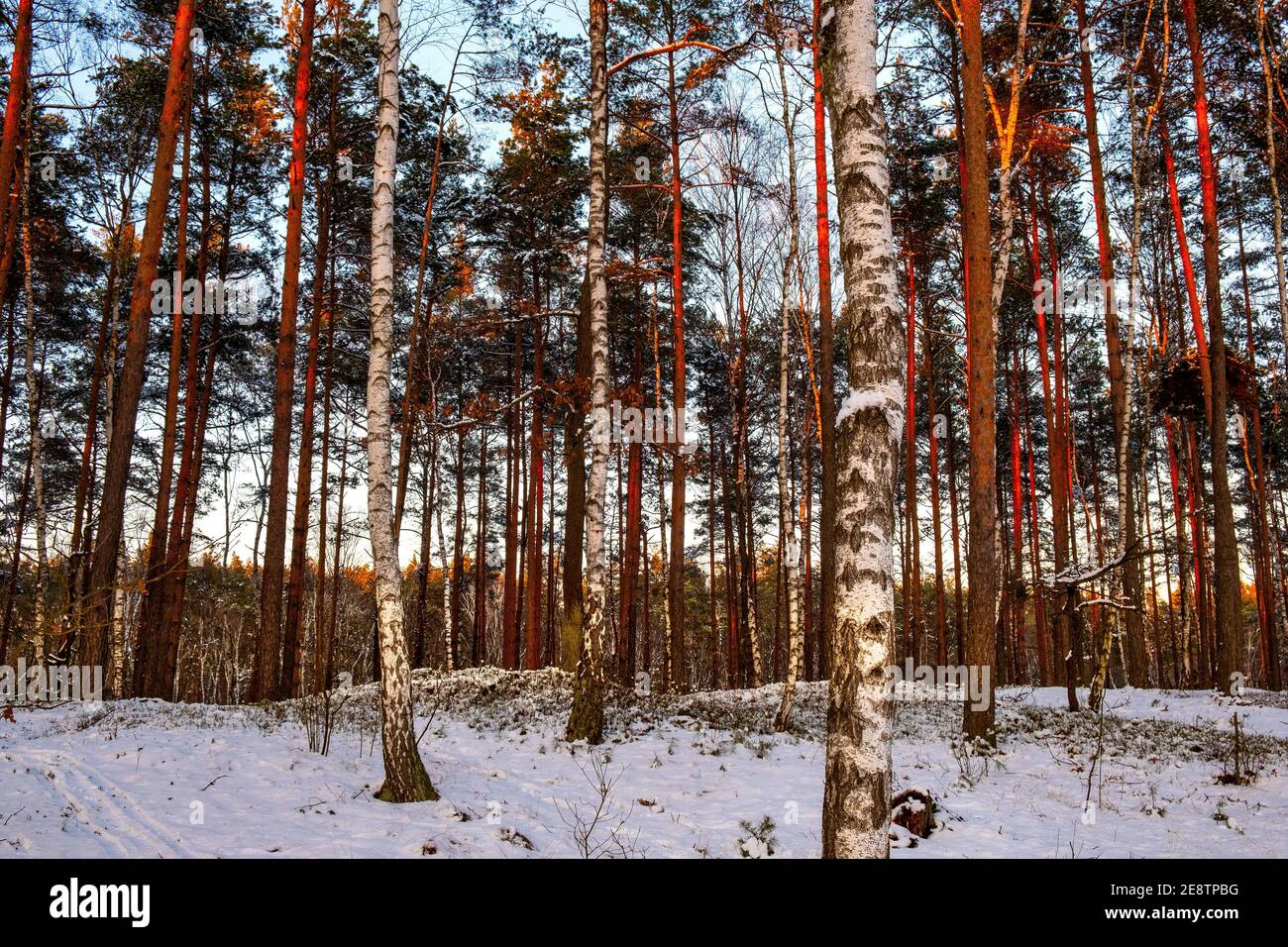 Bor wildlife reserve hi-res stock photography and images - Alamy
