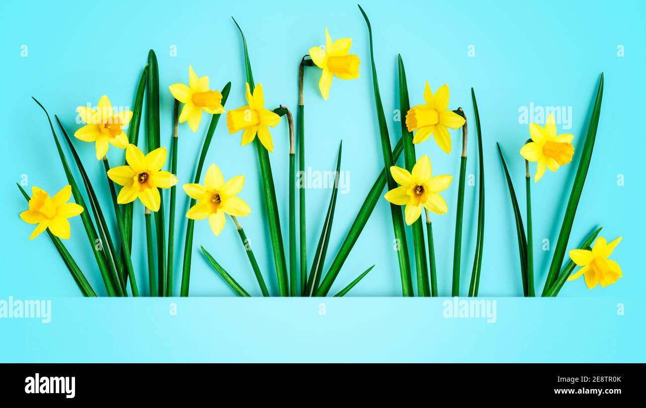 Creative layout with daffodil spring flowers and leaves isolated on ...