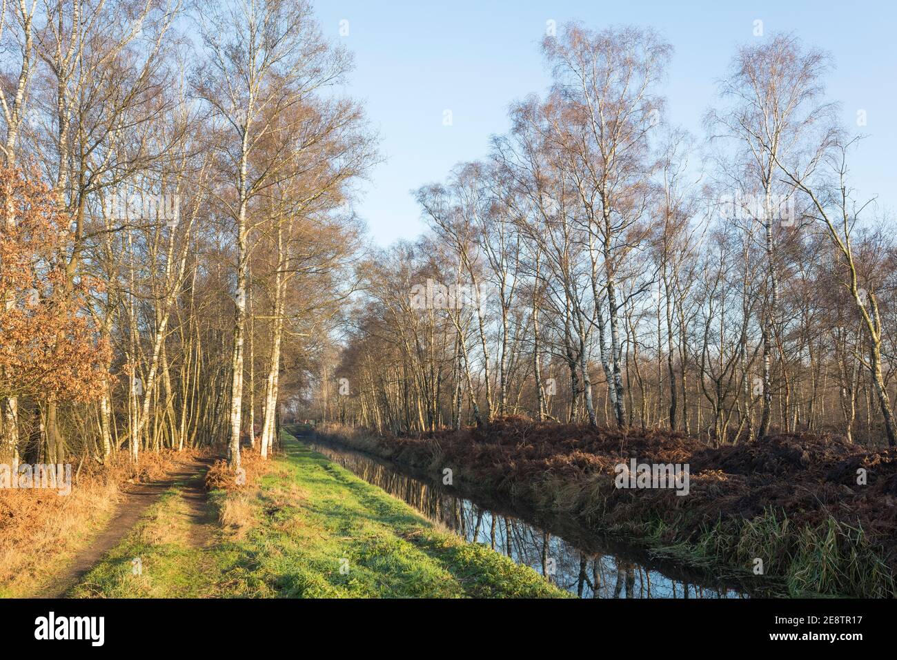Birch trees reflecting in water at National Park "de Groote Peel" in ...