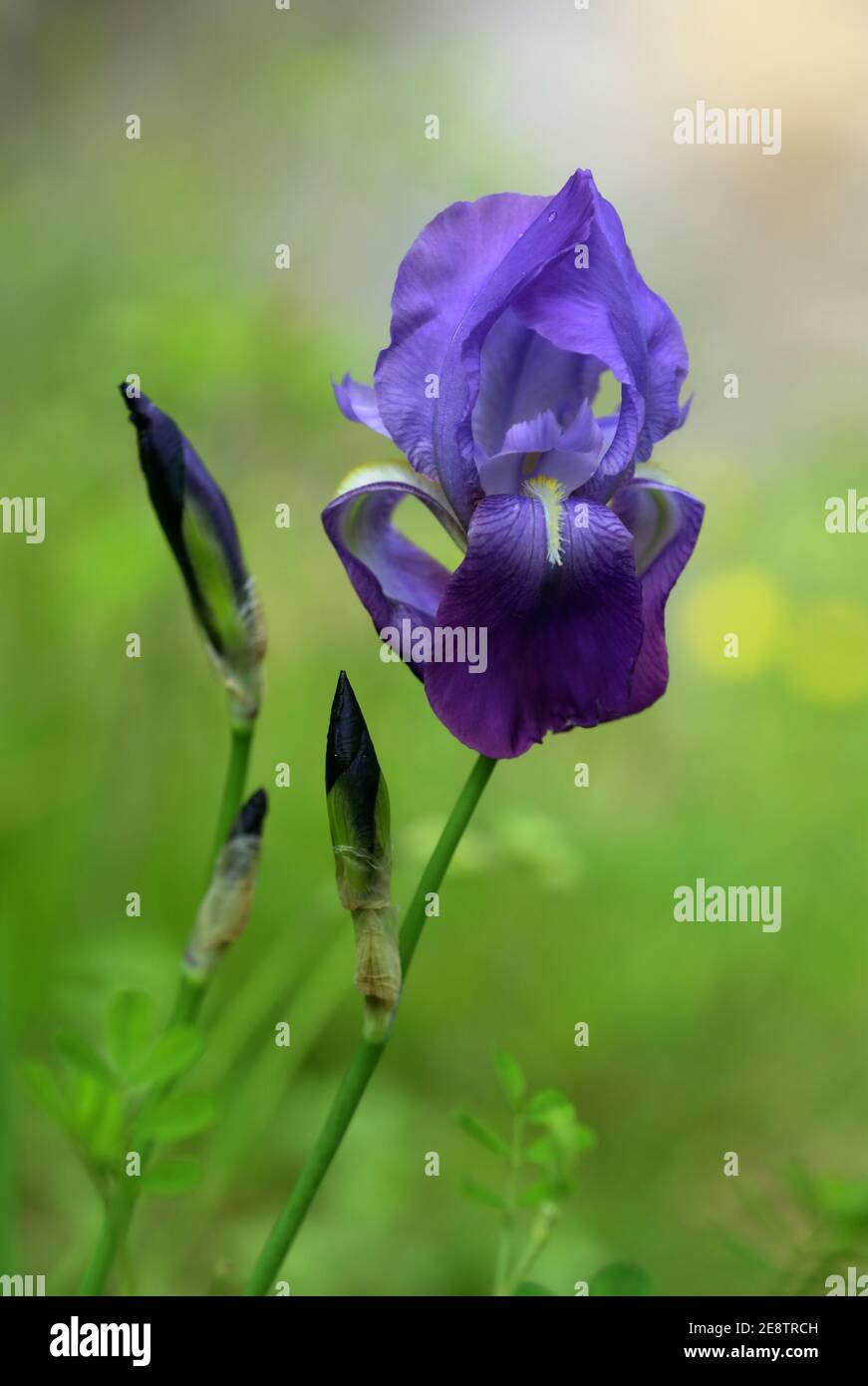 Green iris hi-res stock photography and images - Alamy