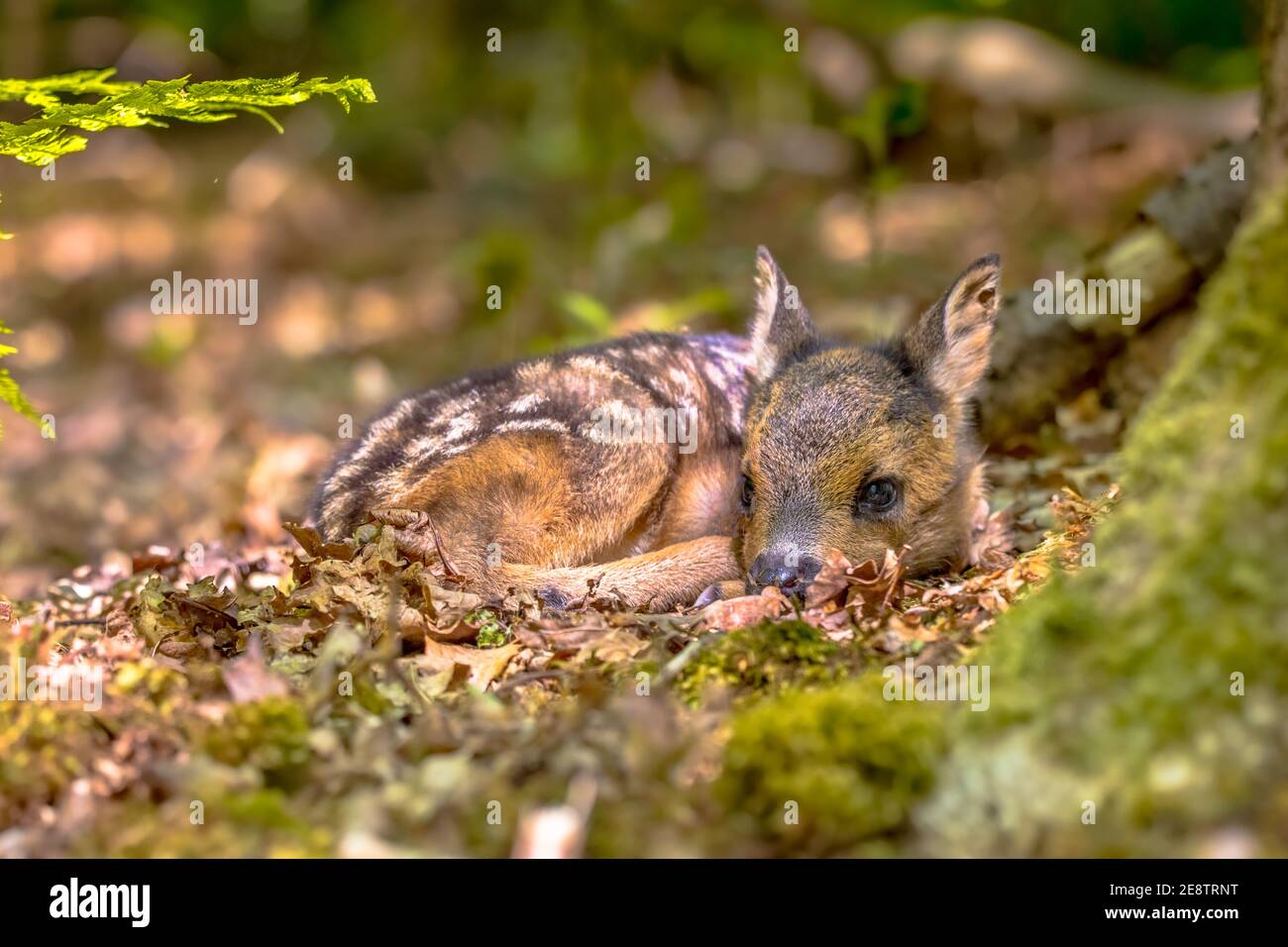 Adorable roe deer fawn (Capreolus capreolus) resting in reliance of ...