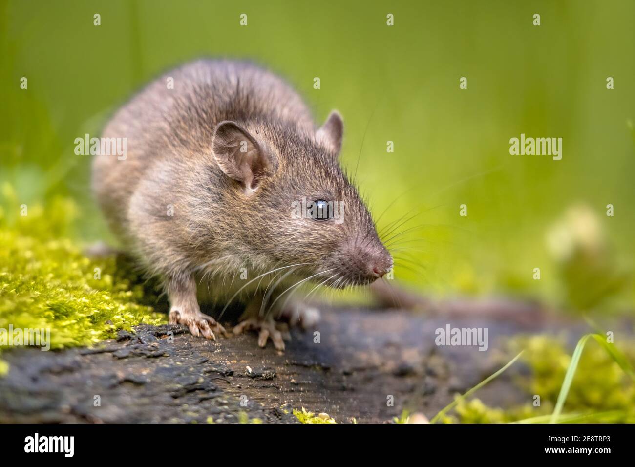 Brown rat (Rattus norvegicus) walking in grass on bank at night ...