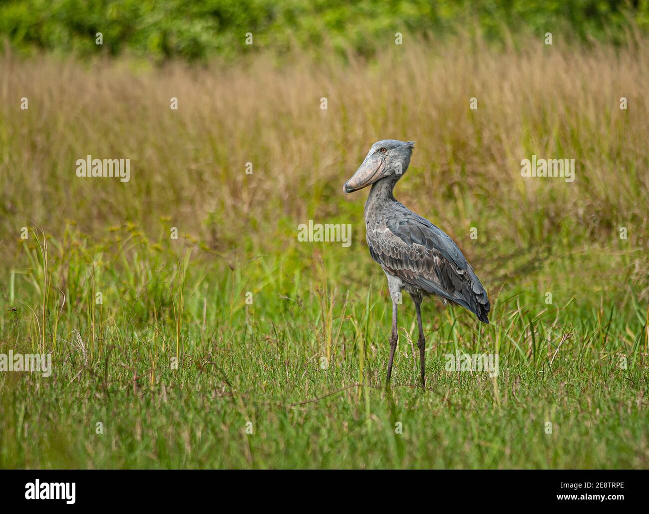 African Shoebill by the River Nile in Uganda Stock Photo - Alamy