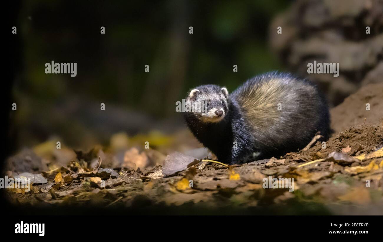 European polecat (Mustela putorius) in forest in natural environment in ...
