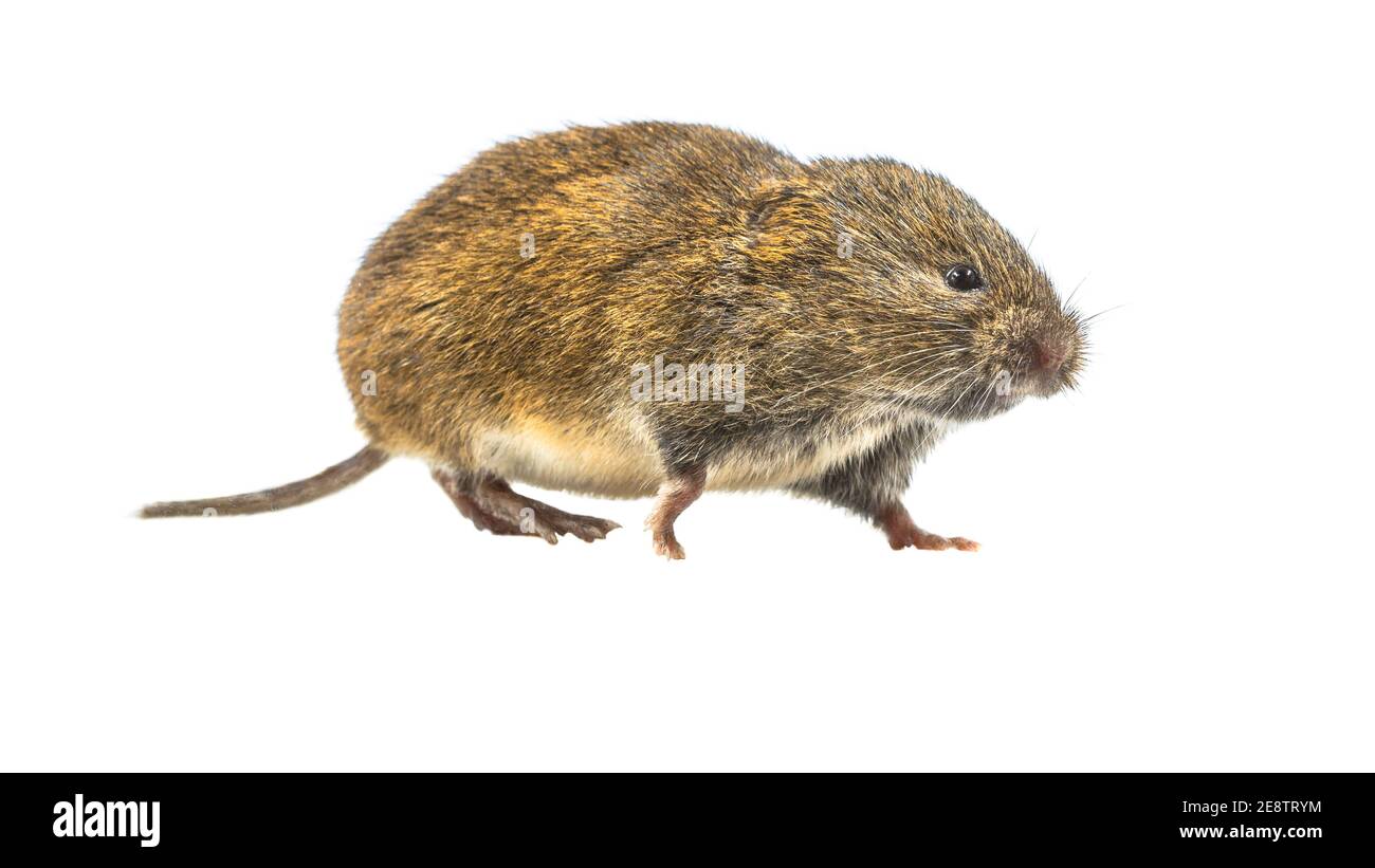 Side view Field vole or short-tailed vole (Microtus agrestis). Small ...