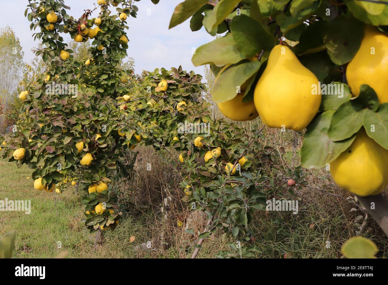 Ripe yellow quinces in the orchard Stock Photo - Alamy