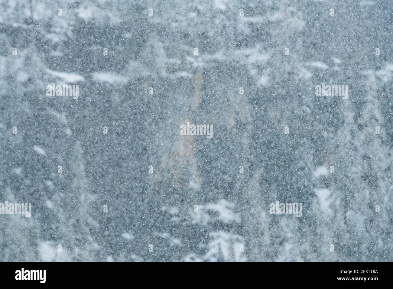 heavy snowfall in the swiss alps Stock Photo - Alamy