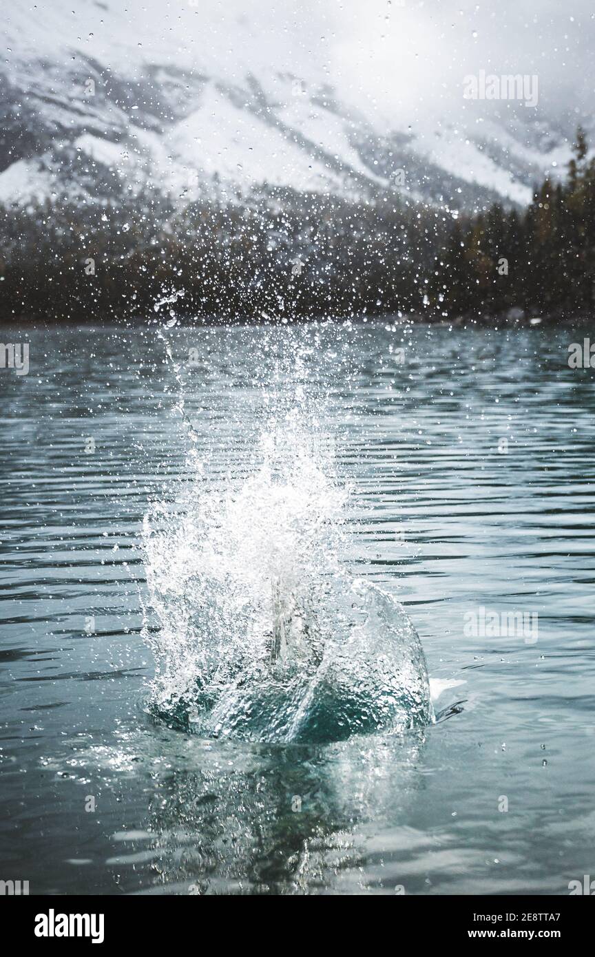 water splatter after throwing a rock into a mountain lake Stock Photo ...