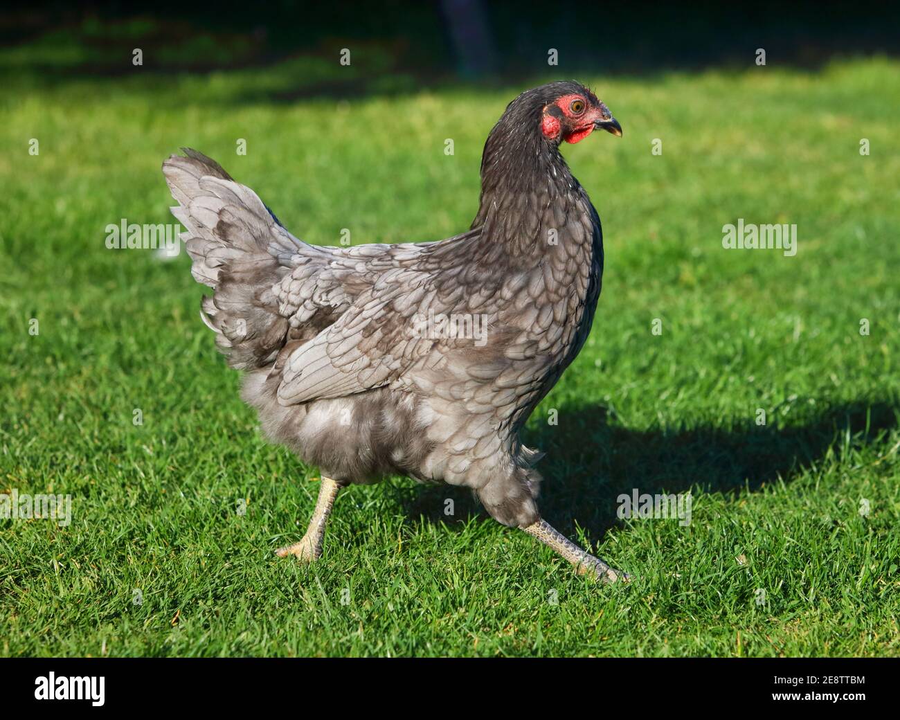 Free range chicken on a traditional poultry farm Stock Photo - Alamy