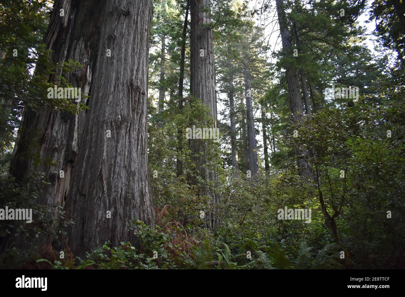 Closeup shot of giant sequoia redwood trees in a forest in Humboldt ...