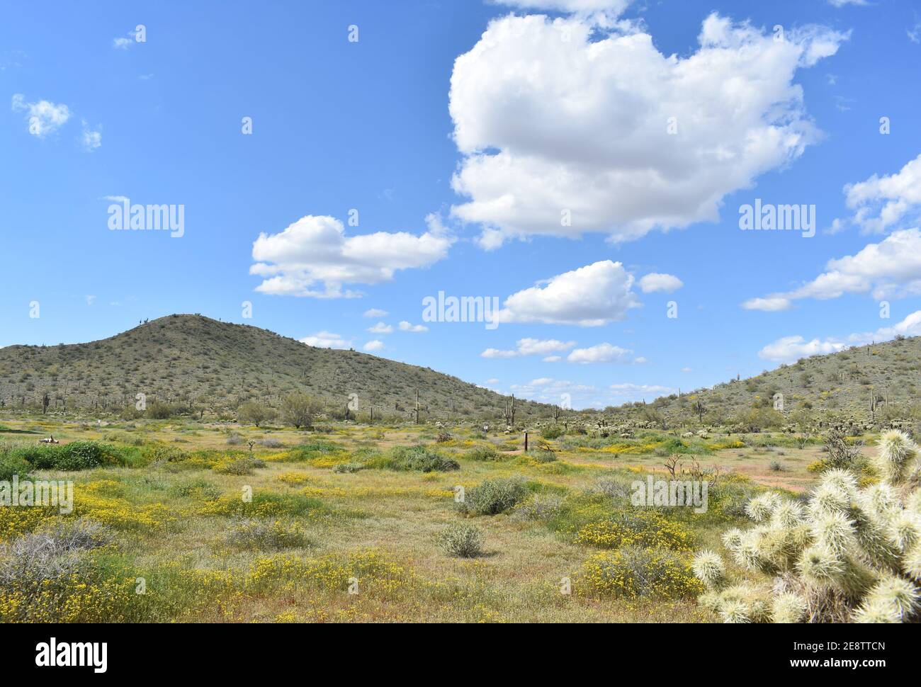 Closeup shot of Sonoran desert landscape in Phoenix, Arizona Stock ...