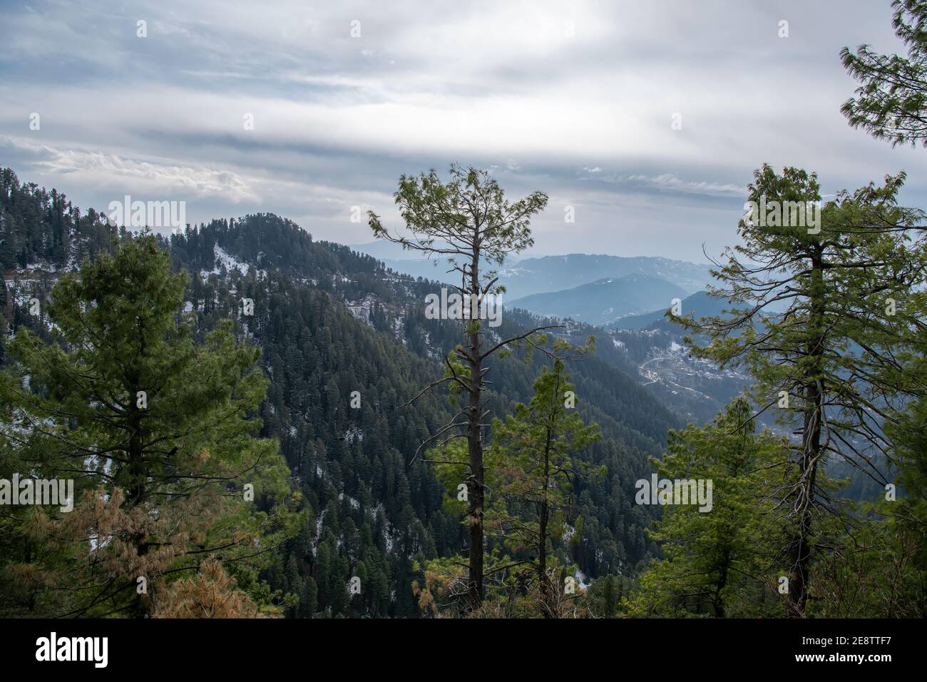 Muree tree hi-res stock photography and images - Alamy