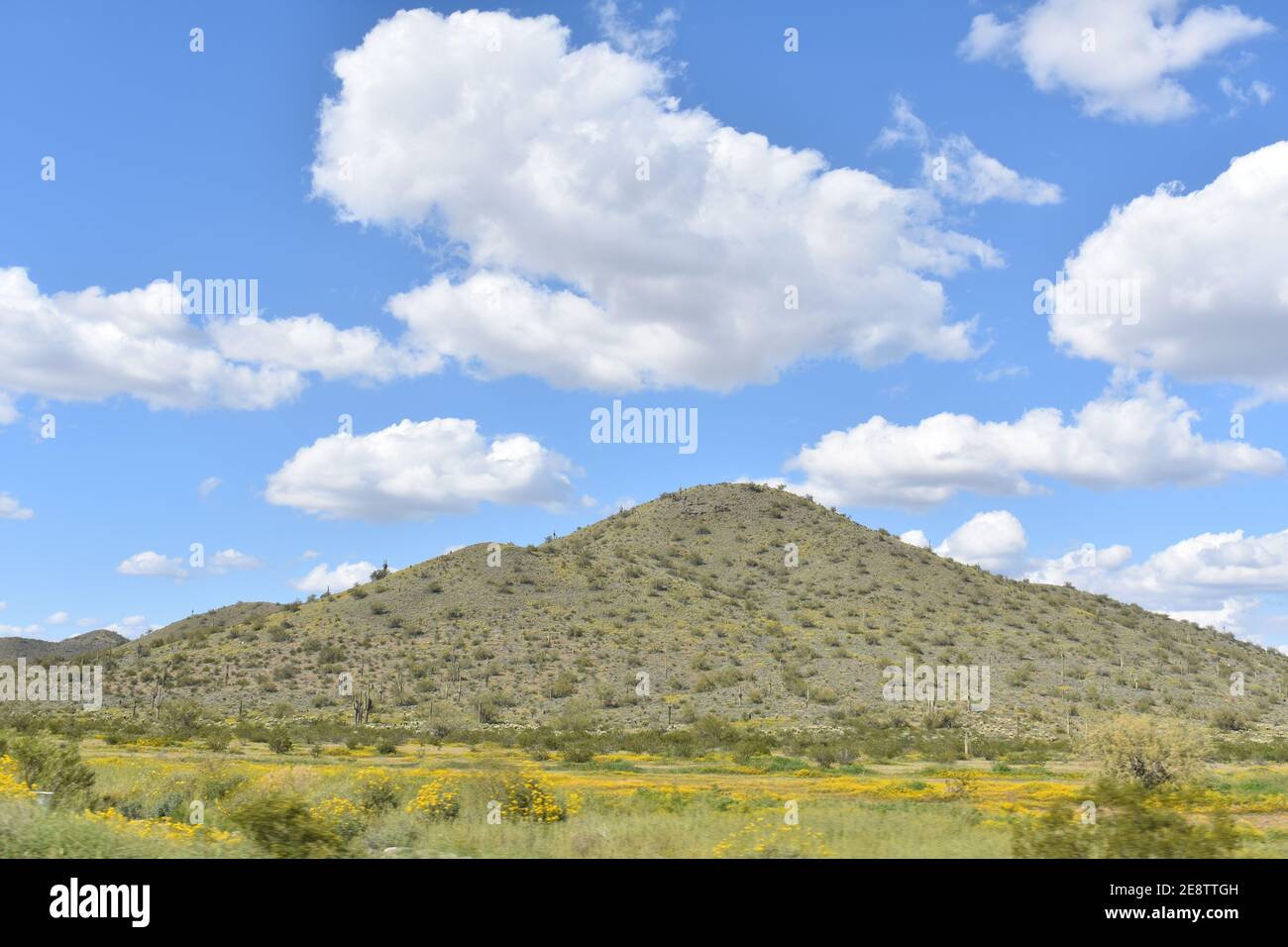 Closeup shot of Sonoran desert landscape in Phoenix, Arizona Stock ...