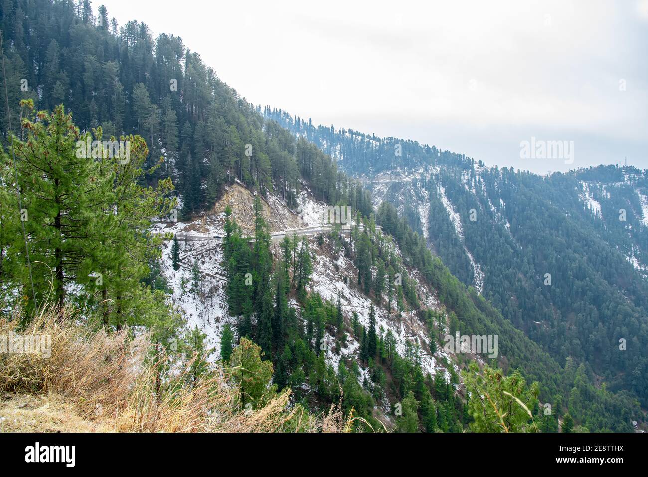 Muree tree hi-res stock photography and images - Alamy