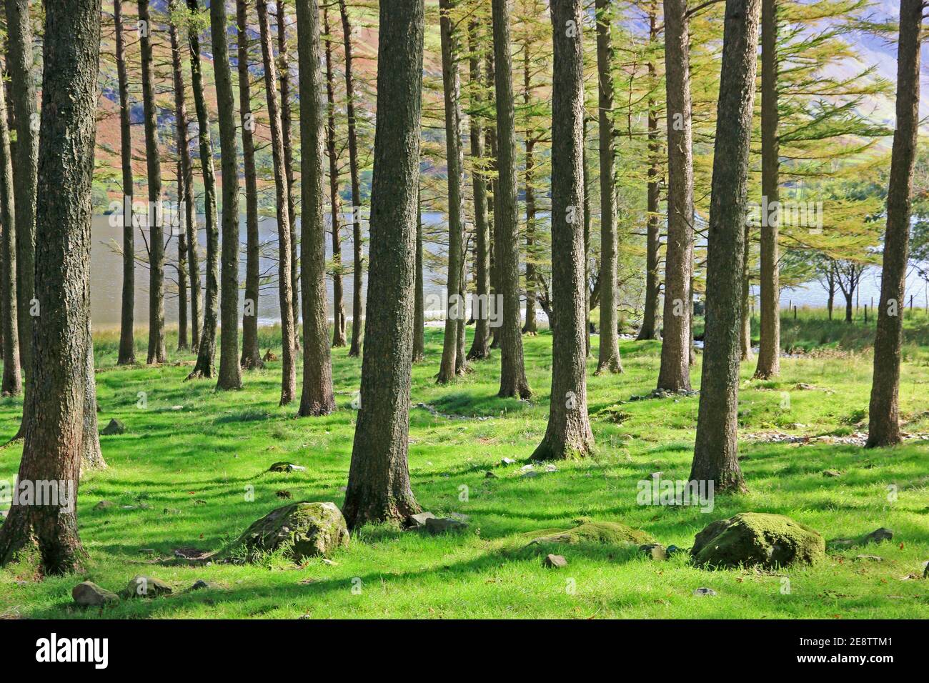 Trees growing in copse Stock Photo - Alamy