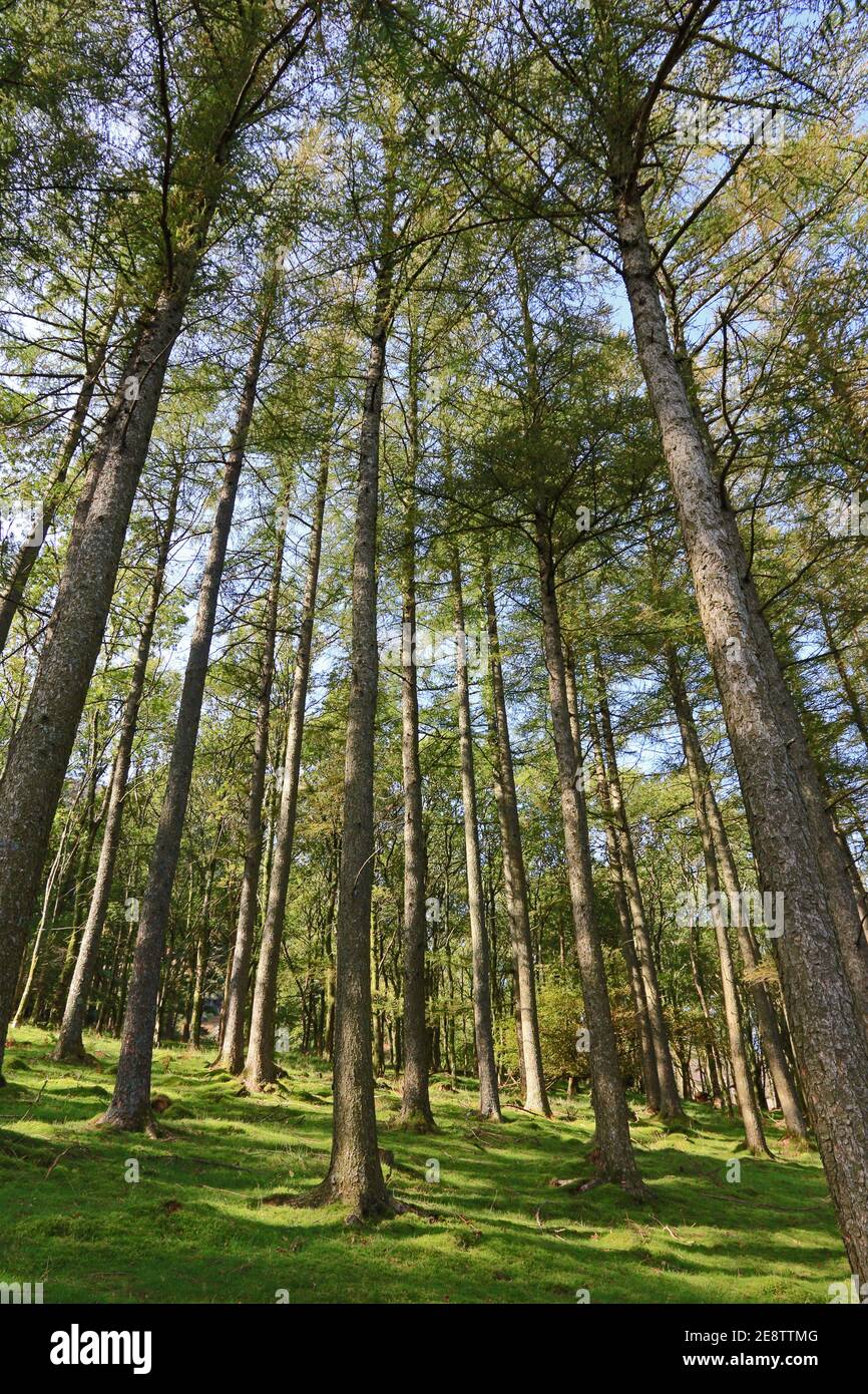 Trees viewed from below Stock Photo - Alamy