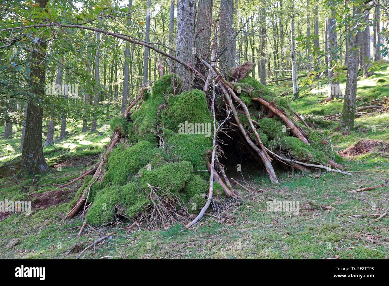 Woodland shelter hi-res stock photography and images - Alamy
