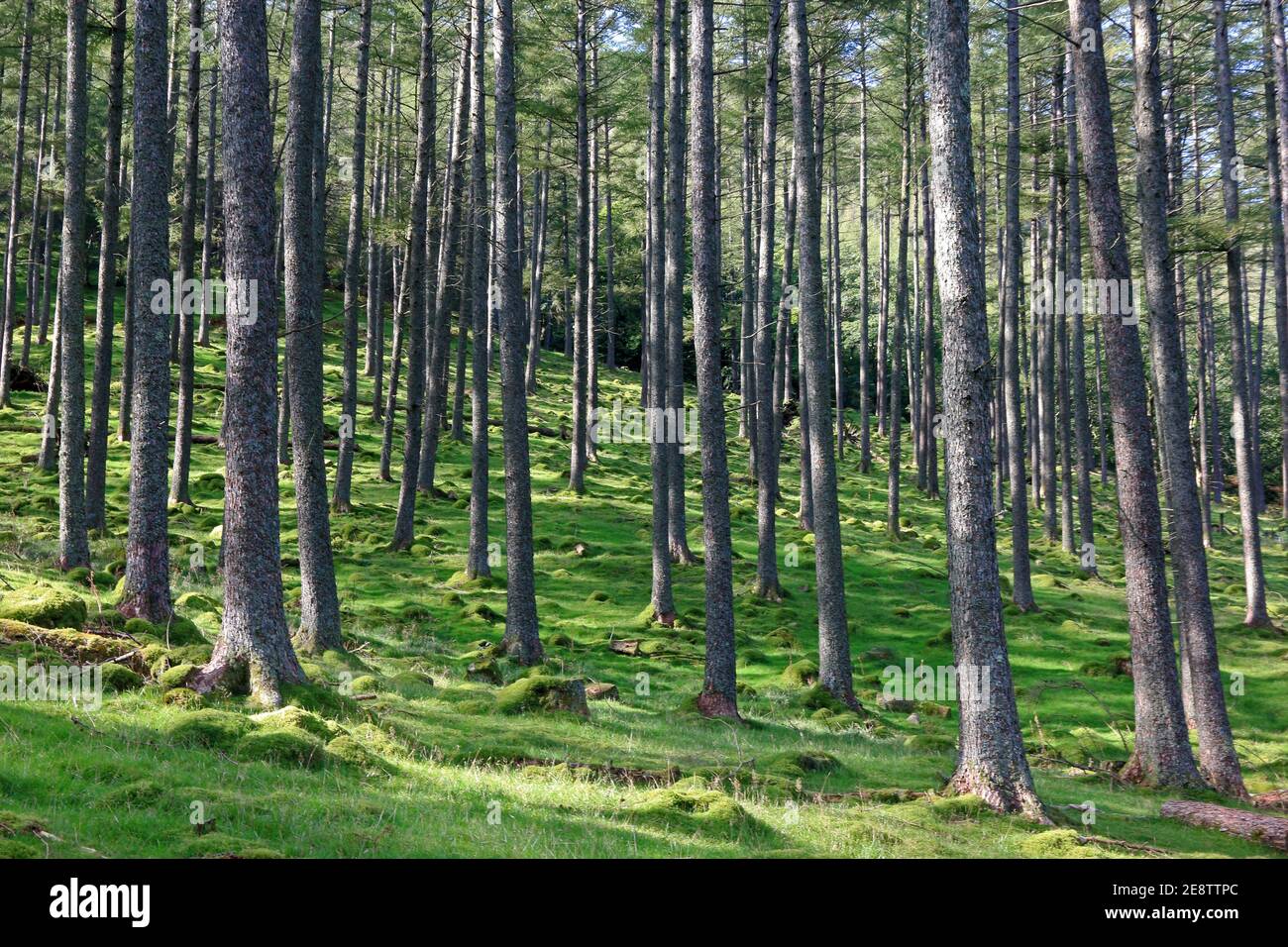 Trees growing in copse Stock Photo - Alamy
