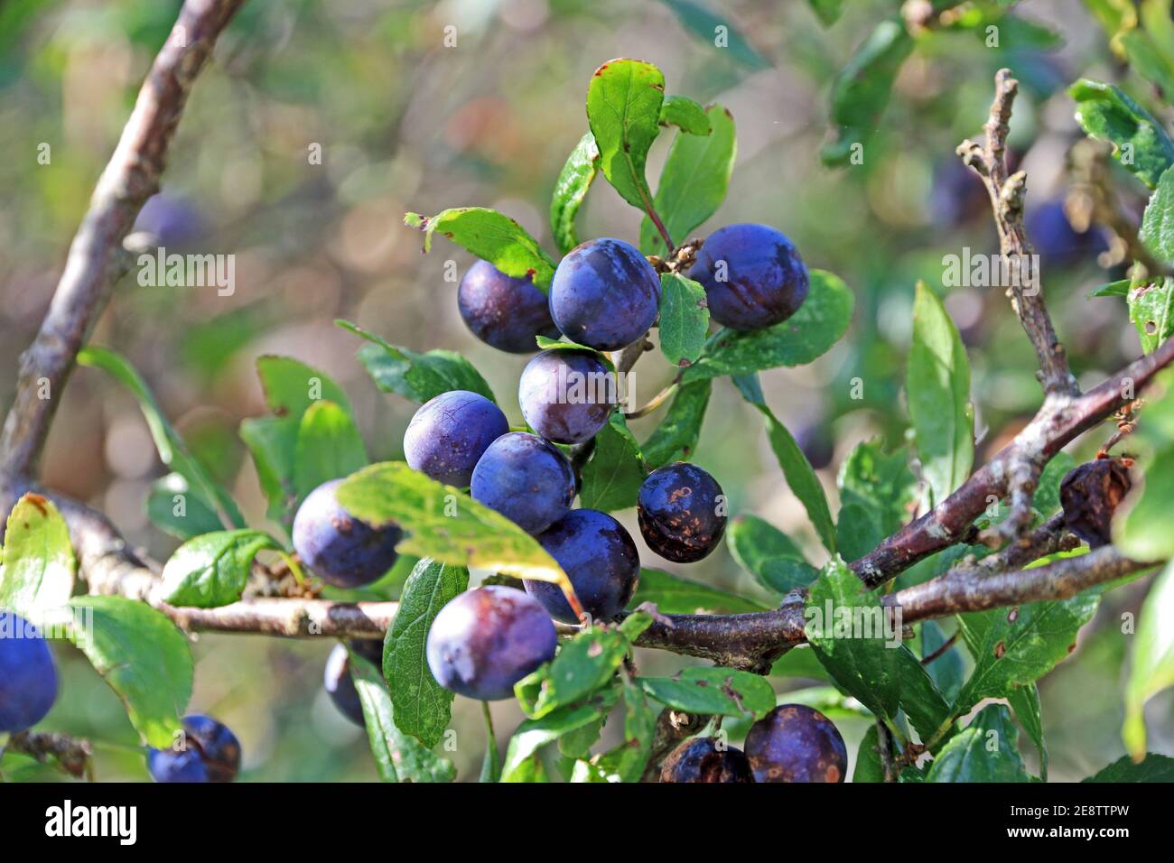Prunus spinosa blackthorn sloe berries hi-res stock photography and ...