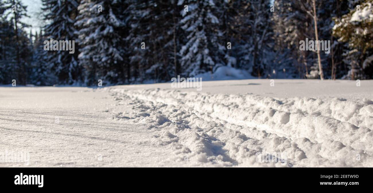 A walk through the winter forest. Snow trees and a cross-country ski ...