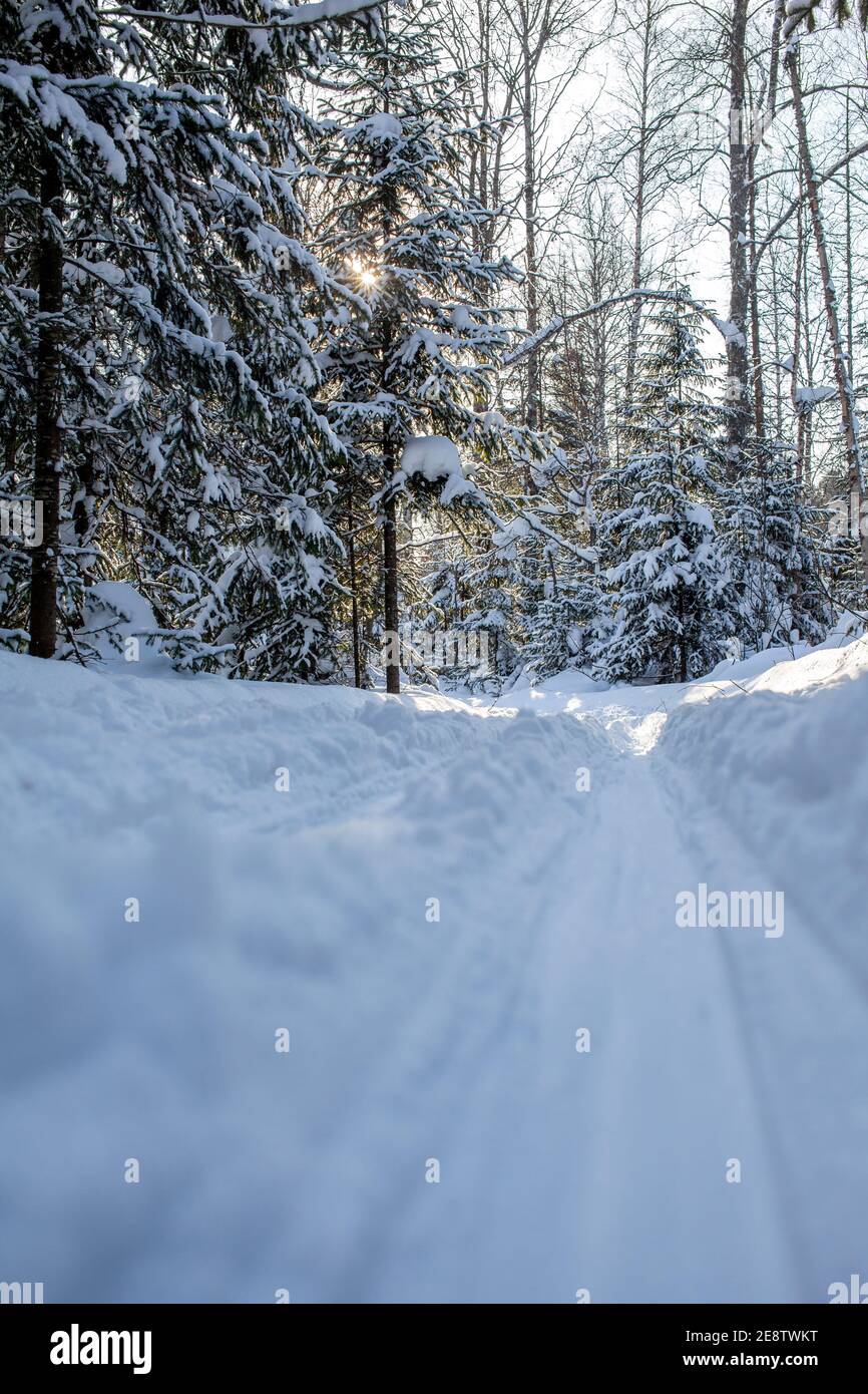 A walk through the winter forest. Snow trees and a cross-country ski ...