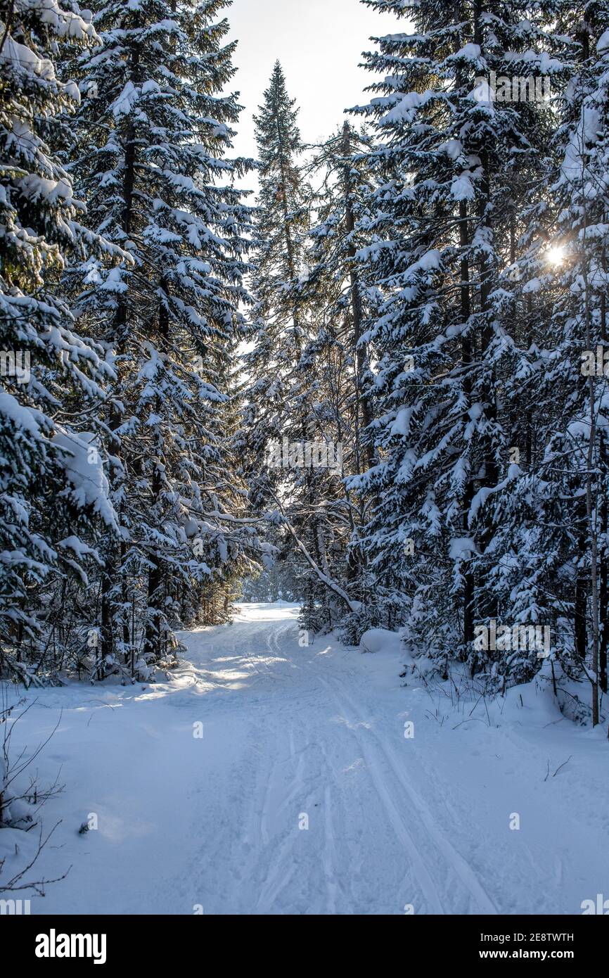 A walk through the winter forest. Snow trees and a cross-country ski ...