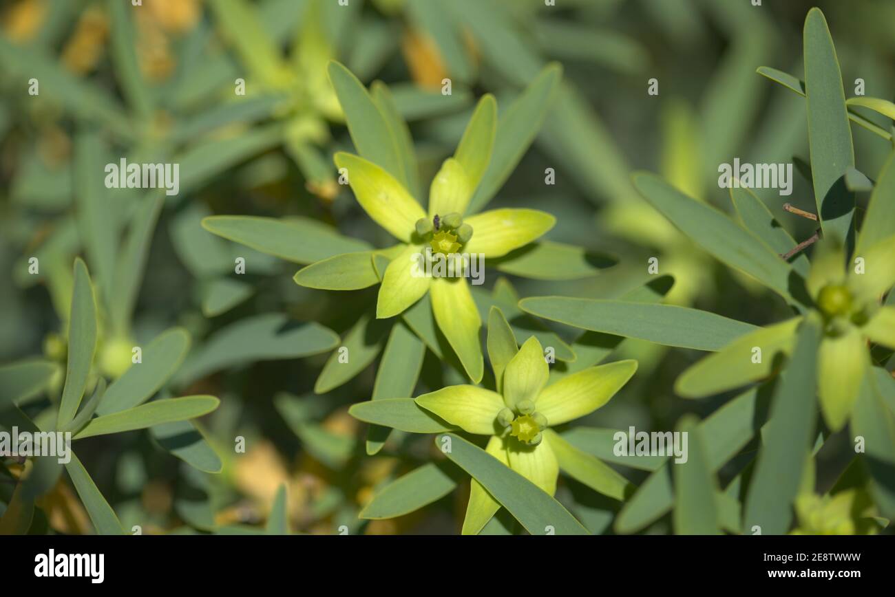 Flora of Gran Canaria - small green yellow flowers of Euphorbia ...