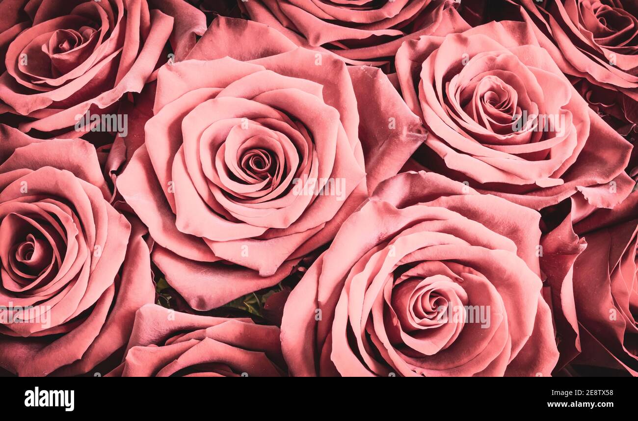 Roses background. Romantic pink rose bouquet Stock Photo - Alamy