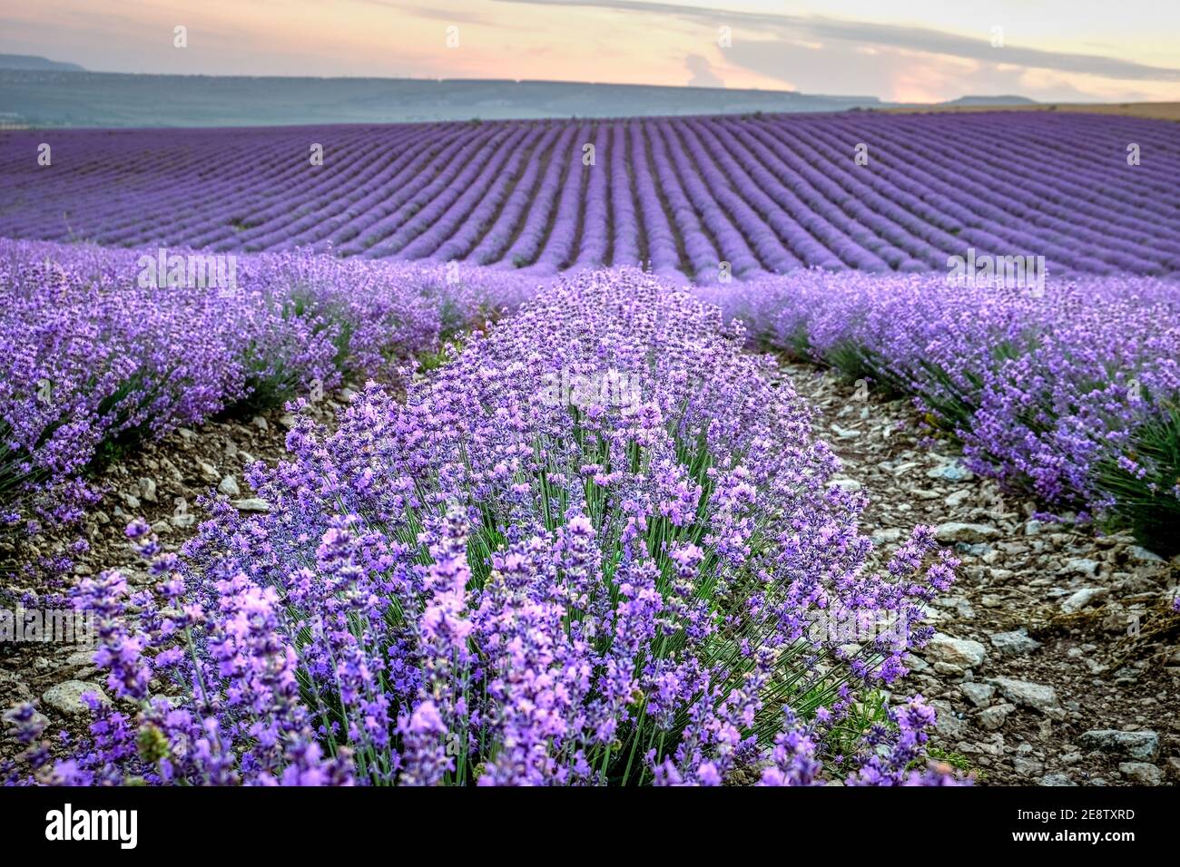 Large purple lavender field rows at sunrise Stock Photo - Alamy
