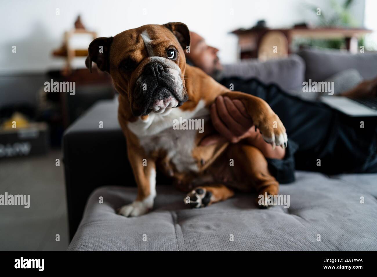 American bulldog playing hi-res stock photography and images - Alamy