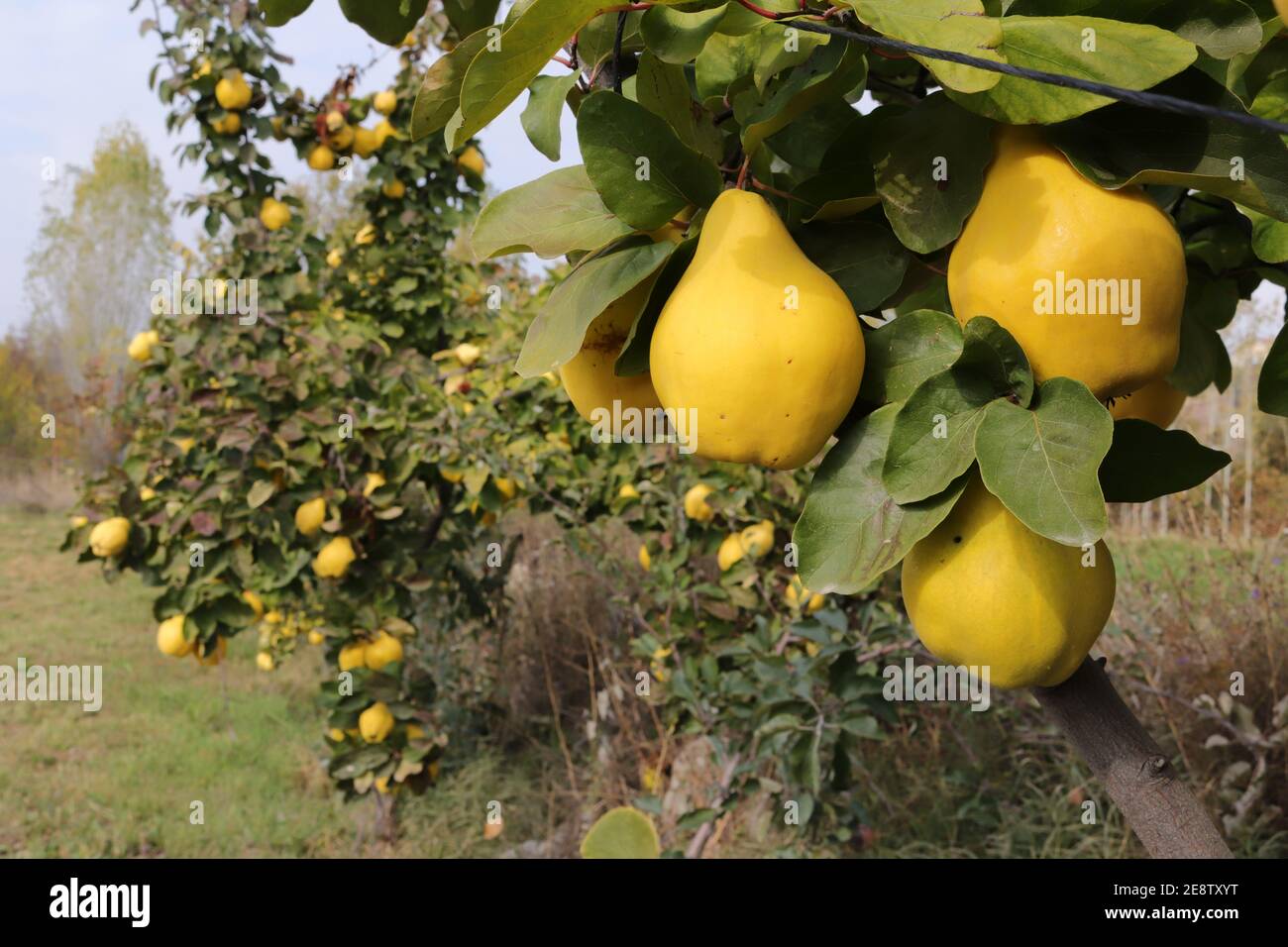 Ripe yellow quinces in the orchard Stock Photo - Alamy