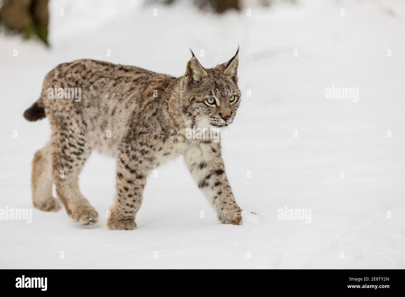 Wild Lynx Cat