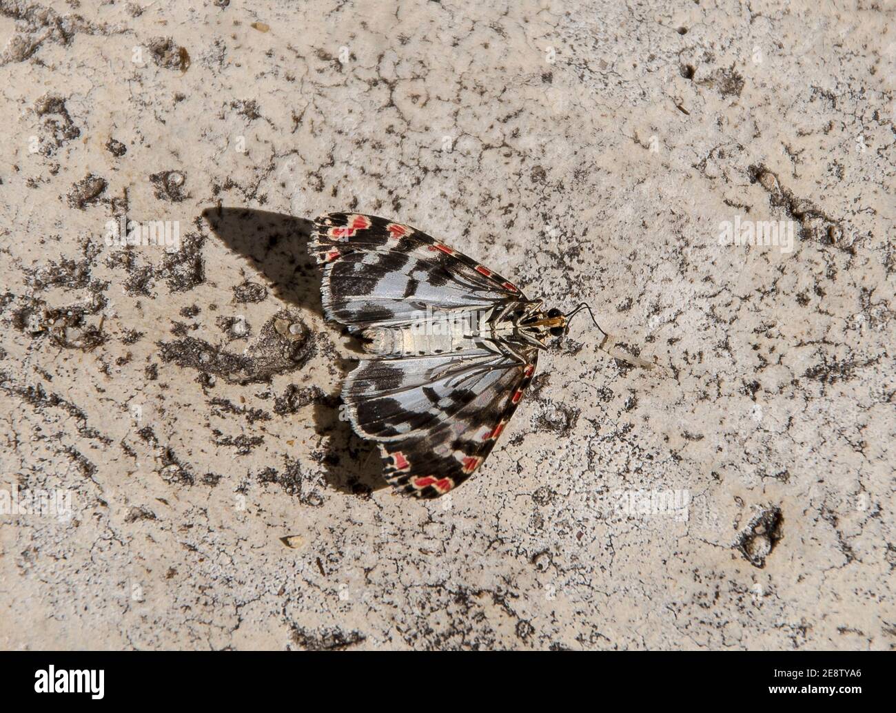 Heliotrope moth, utetheisa pulchelloides, on a sunlit path. Lying on ...