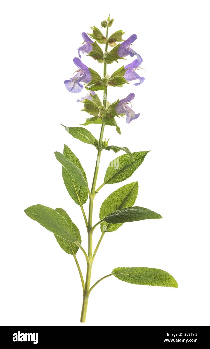Sage with flowers isolated on white background Stock Photo - Alamy