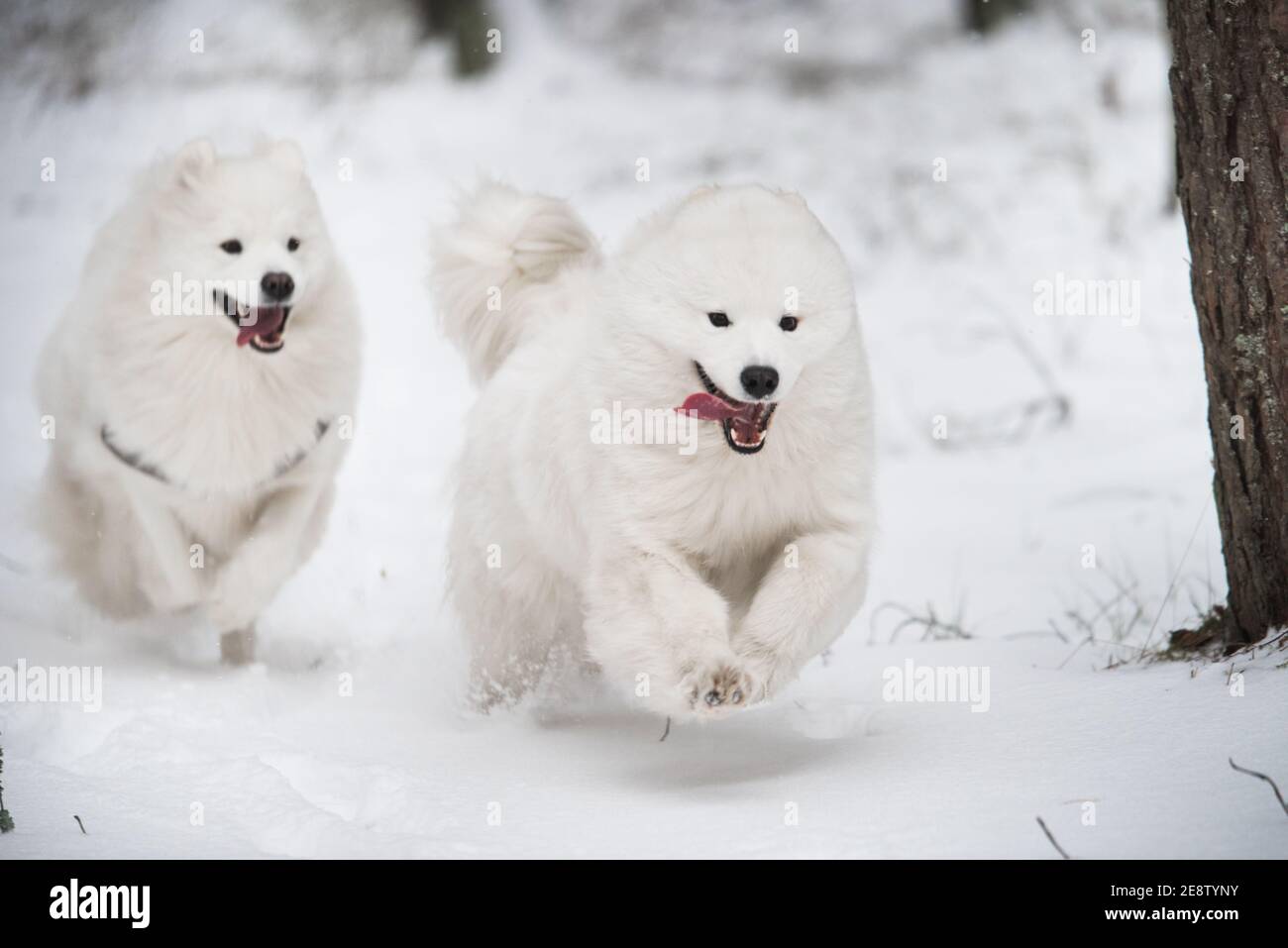 Two Samoyed white dogs are running on snow outside Stock Photo - Alamy