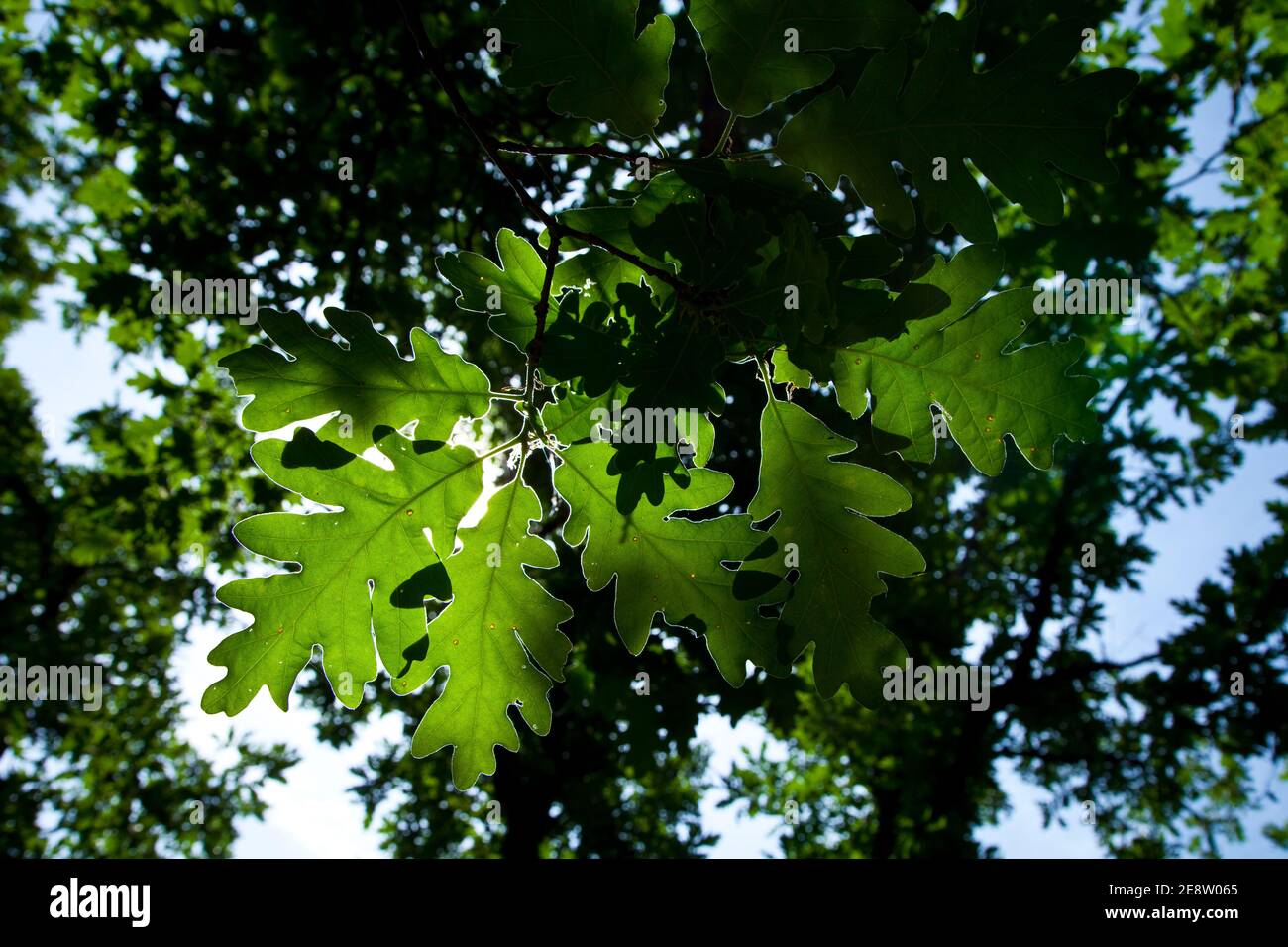 Roble Beech High Resolution Stock Photography and Images - Alamy